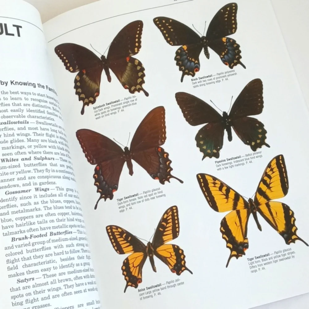 Butterflies | Accents | The Butterfly Book By Stokes And Williams ...